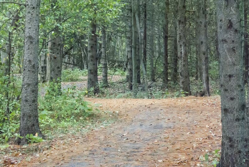 Beautiful View of the Path in the Forest in Ontario, Canada Stock Image ...