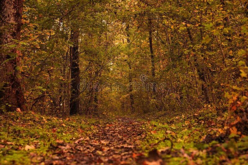 Beautiful View of Pathway in Forest on Autumn Day Stock Photo - Image ...
