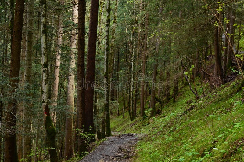 Beautiful View of Pathway among Green Tall Trees in Forest Stock Image ...