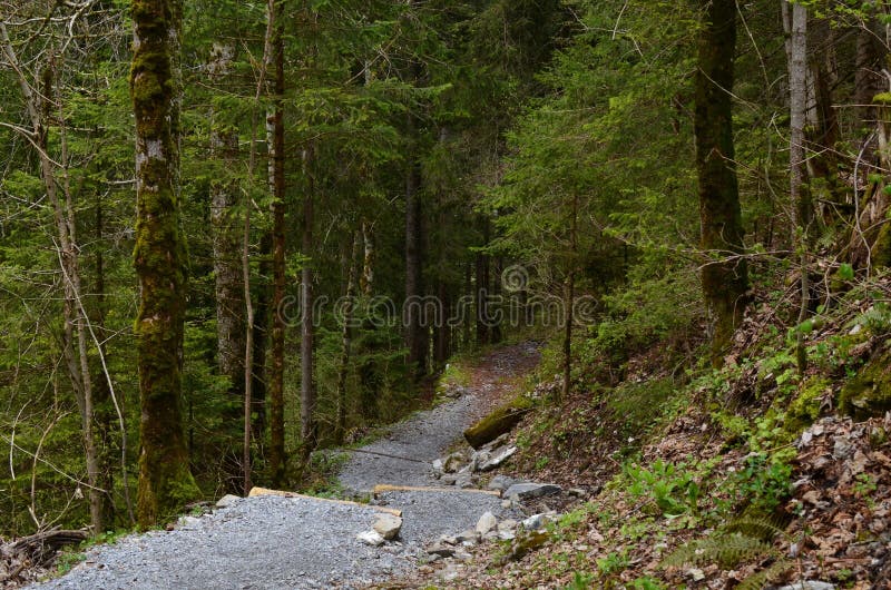 Beautiful View of Pathway among Green Tall Trees in Forest Stock Image ...