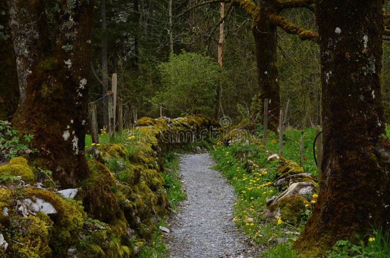 Beautiful View of Pathway among Green Tall Trees in Forest Stock Image ...