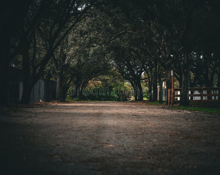 Beautiful View of a Pathway Surrounding the Tree in a Park with ...