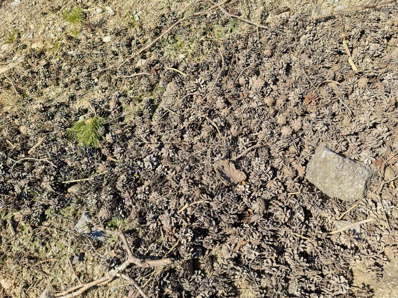 Beautiful View of Pine Cones of Different Sizes and Forms. Beautiful ...