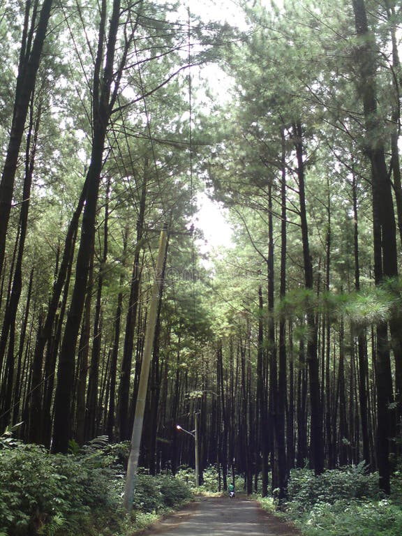 Pine Forest at Mount Pancar Sentul, West Java Stock Photo - Image of ...