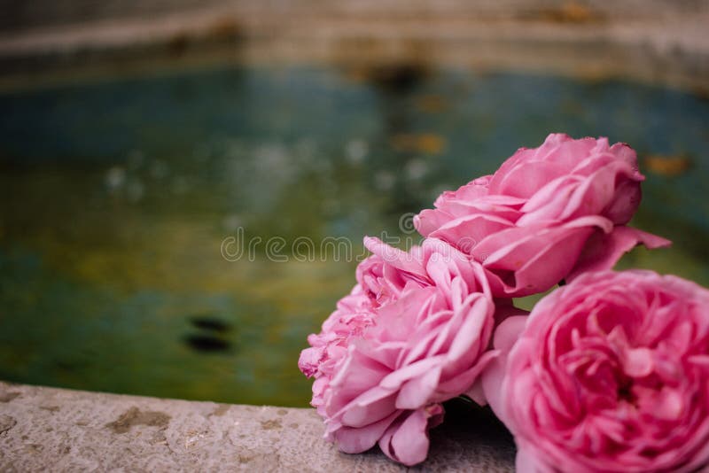 Roses on the pond stock photo. Image of rose, isolated - 131198594