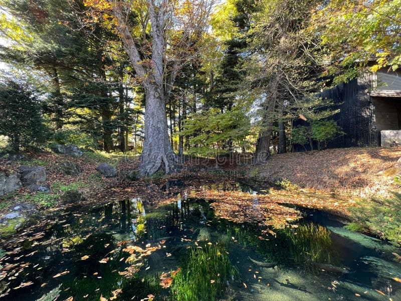 Beautiful View of a Pond in Front of a Tall Tree in a Park Stock Image ...