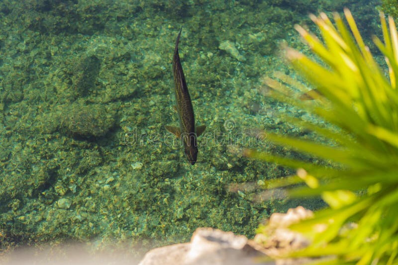 Beautiful View of a Pond in Summer with Fish Stock Image - Image of ...