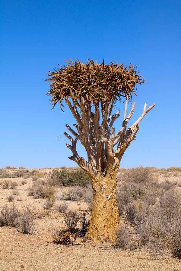 Beautiful View of a Quiver Tree in the Desert Stock Photo - Image of ...