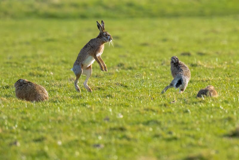 Beautiful View of Rabbits in the Field Stock Photo - Image of wildlife ...