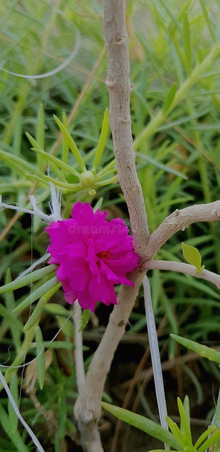 Beautiful View of Red Rose and Grass Stock Photo - Image of gras ...