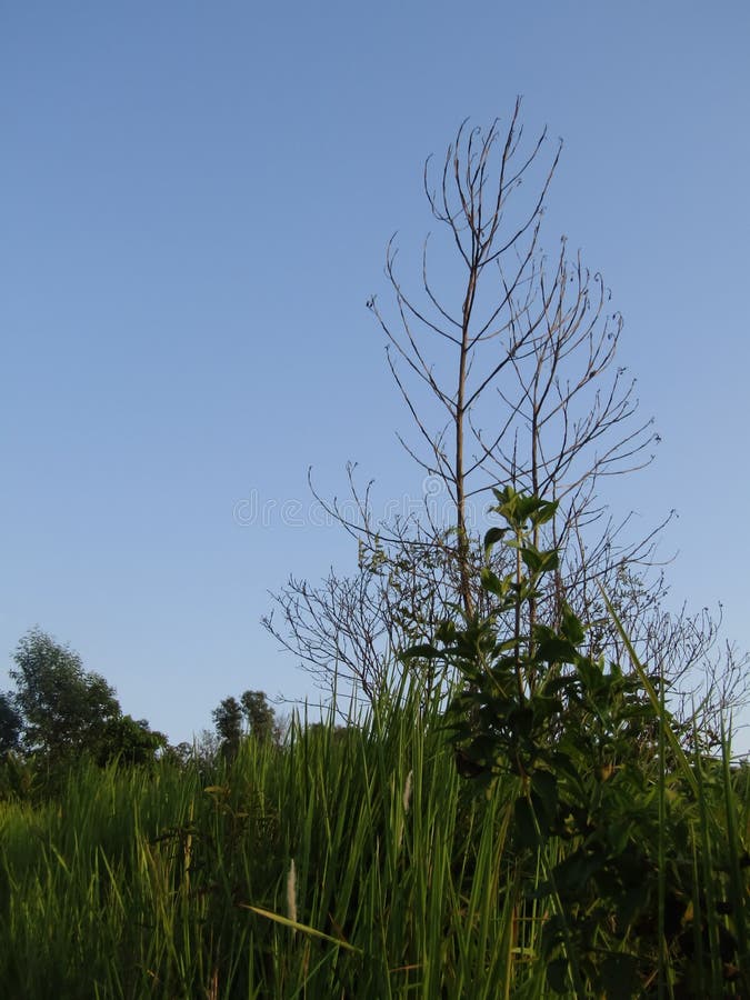 Beautiful View of Reed Grass and Dry Trees Stock Photo - Image of ...