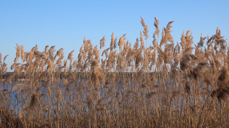 Beautiful View of the Reeds on the Lake Stock Image - Image of russia ...