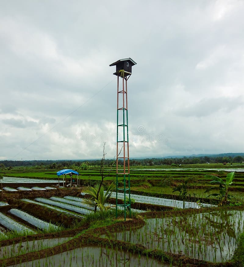 3,508 Rice Tower Stock Photos - Free & Royalty-Free Stock Photos from ...