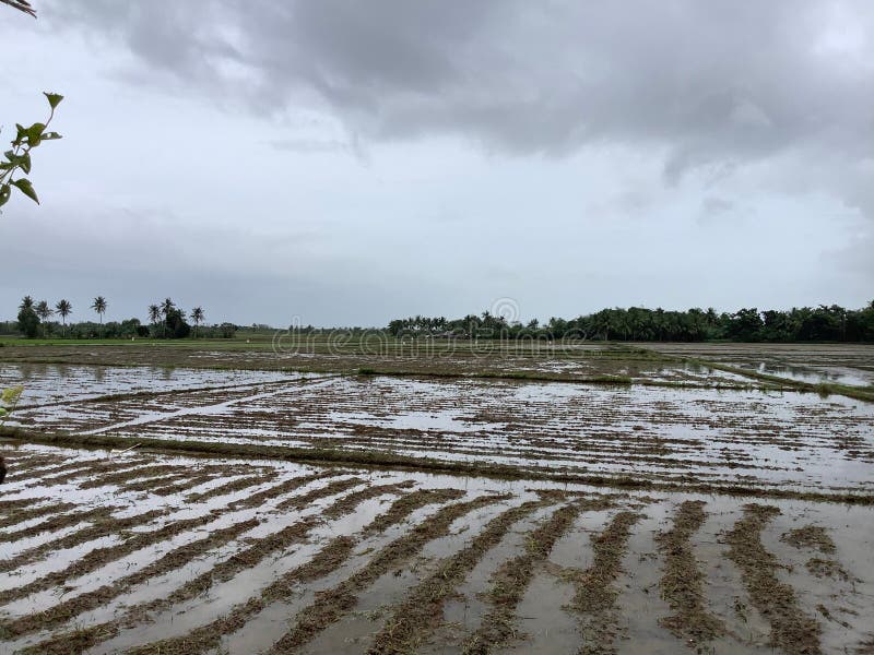 Beautiful View of Rice Field with the Gray Cloudy Skyline Stock Photo ...