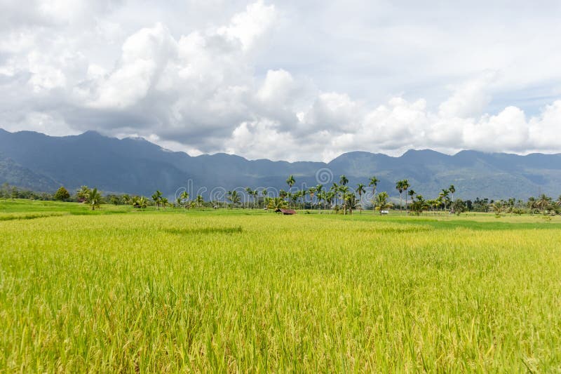 Beautiful View of Rice Fields at the Foot of a Hill in a Village Stock ...