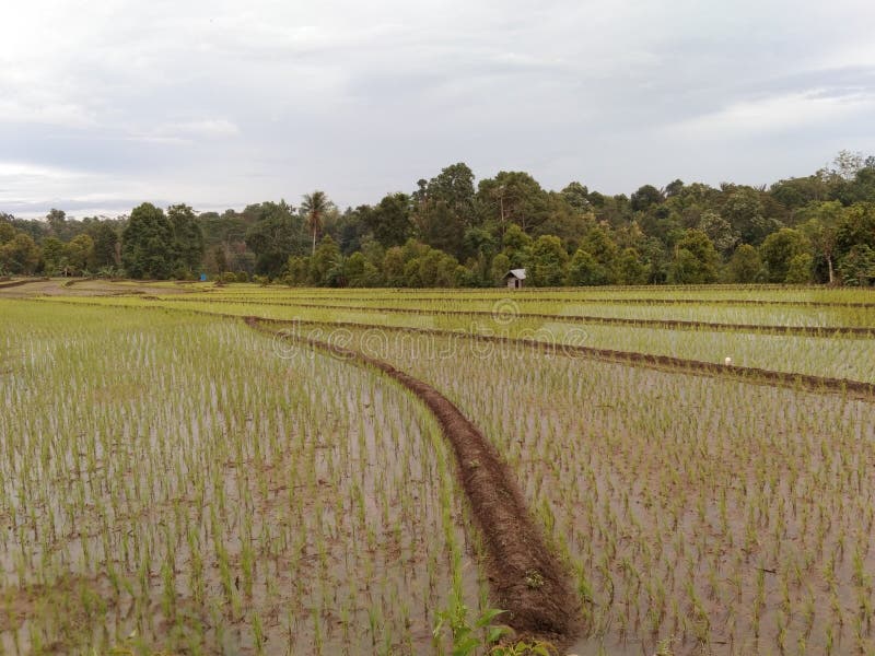 A Beautiful View of the Rice Fields in Front of the House Stock Image ...