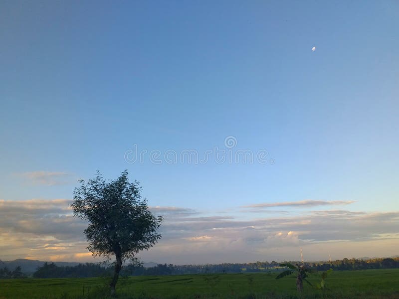 Beautiful View of Rice Fields with One Big Tree. Stock Photo - Image of ...