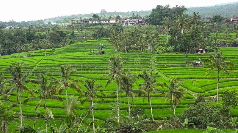 Beautiful View of Rice Fields with Subak System Stock Photo - Image of ...