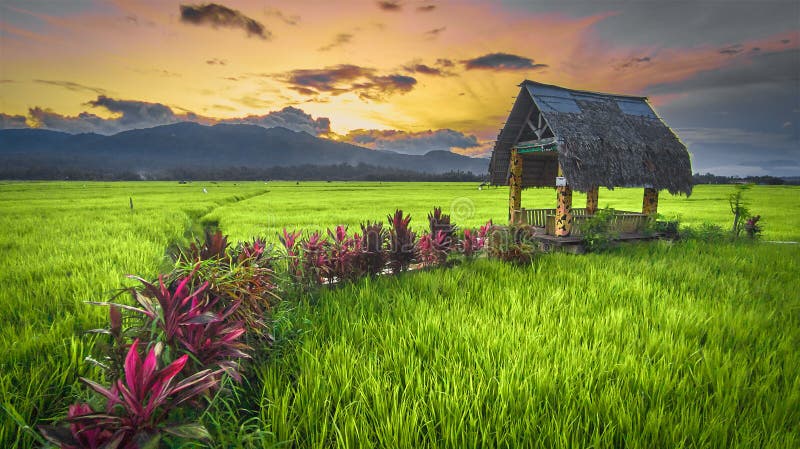 Beautiful View of Rice Fields. West Sumatra. Indonesia Stock Photo ...