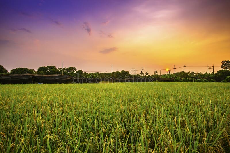Beautiful View of Rice Paddy Field during Sunset Stock Photo - Image of ...
