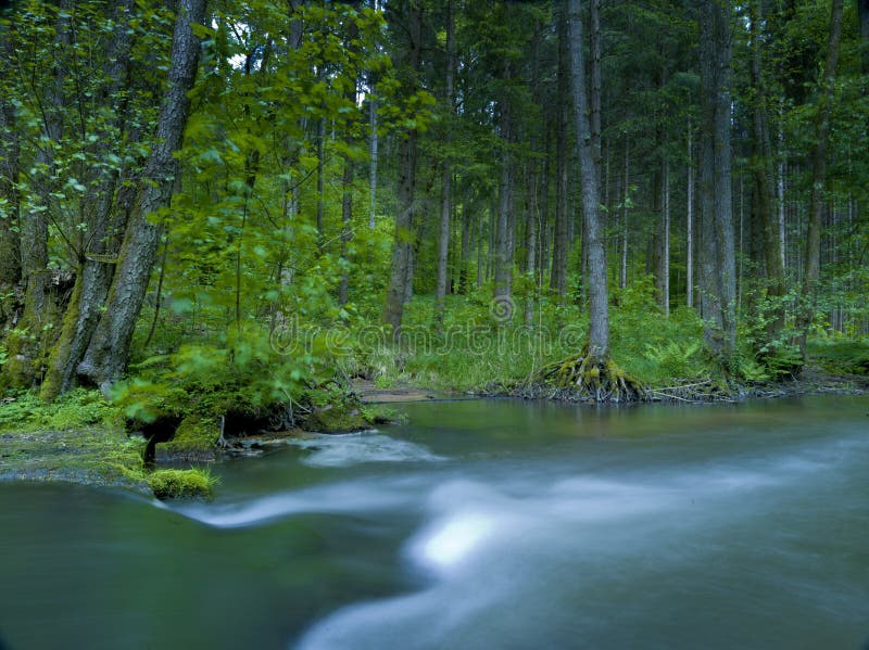 Beautiful View of a River Surrounded by Tall Trees in a Forest Stock ...