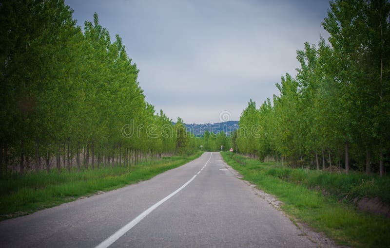 Beautiful View of the Road and Green Trees Along the Road in Nature ...