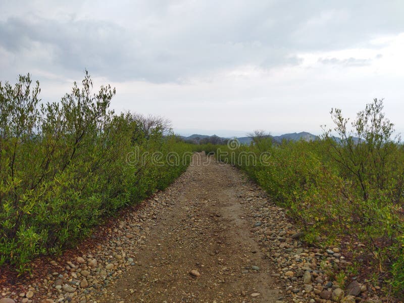 Walkway inside forest stock photo. Image of infrastructure - 273852764