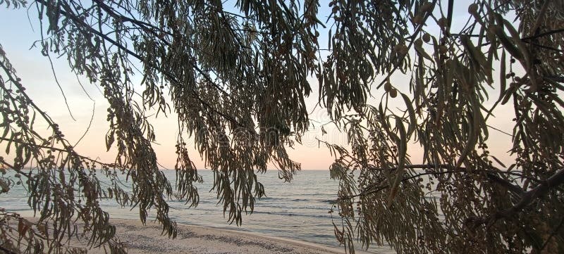 A Beautiful View of the Sea and the Sky Shimmering through the Branches ...