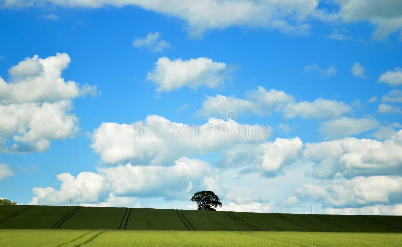 Beautiful View of a Single Tree on a Grass-covered Hill Under the ...