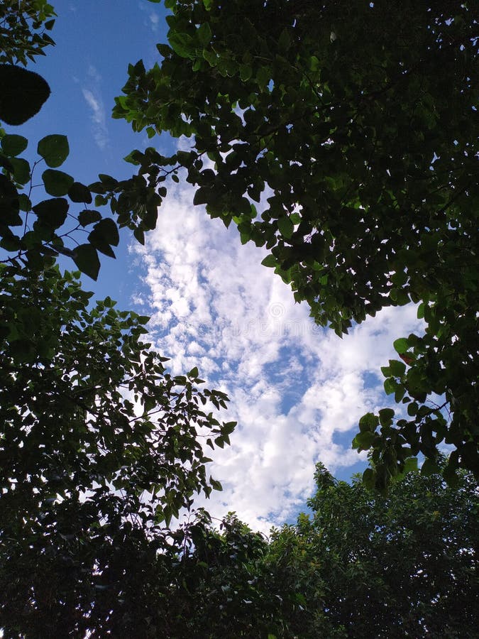 Beautiful View of Sky with a Shot with Trees.awesome!!!! Stock Photo ...