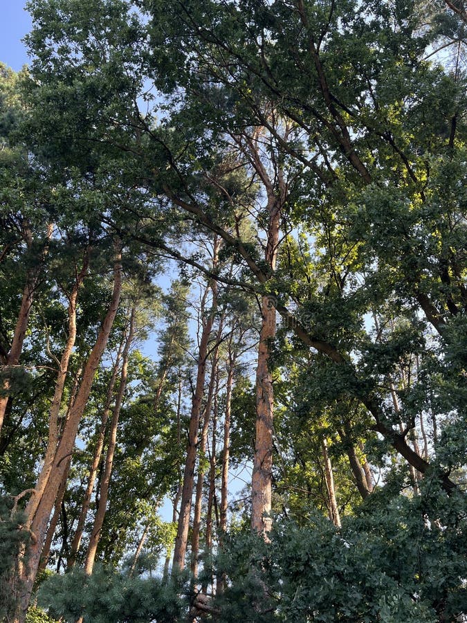 A Beautiful View of the Sky through Thick Tall Pine Trees in Summer ...