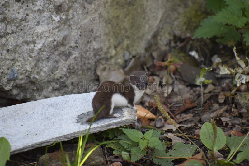 A small weasel stock image. Image of outdoor, carnivore - 18132521
