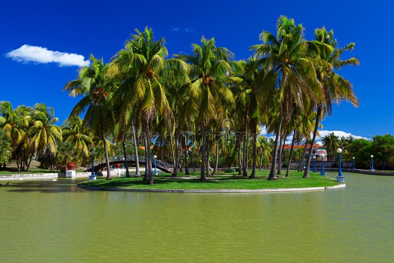 Island with Palm Trees stock photo. Image of green, exotic - 30161226