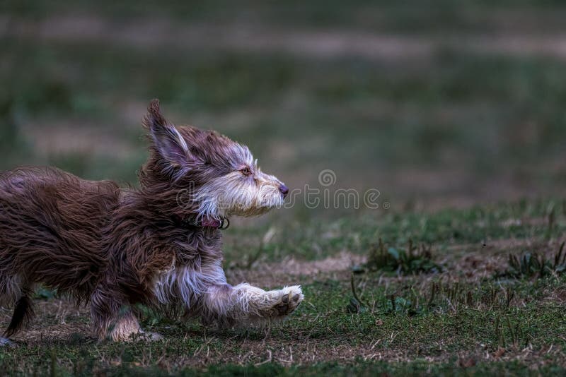 Beautiful View of a Small Long Haired Dog Running in the Garden Stock ...