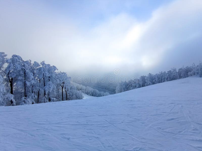 Beautiful View of Snow Covered Ski Trek through Ice Covered Trees Stock ...