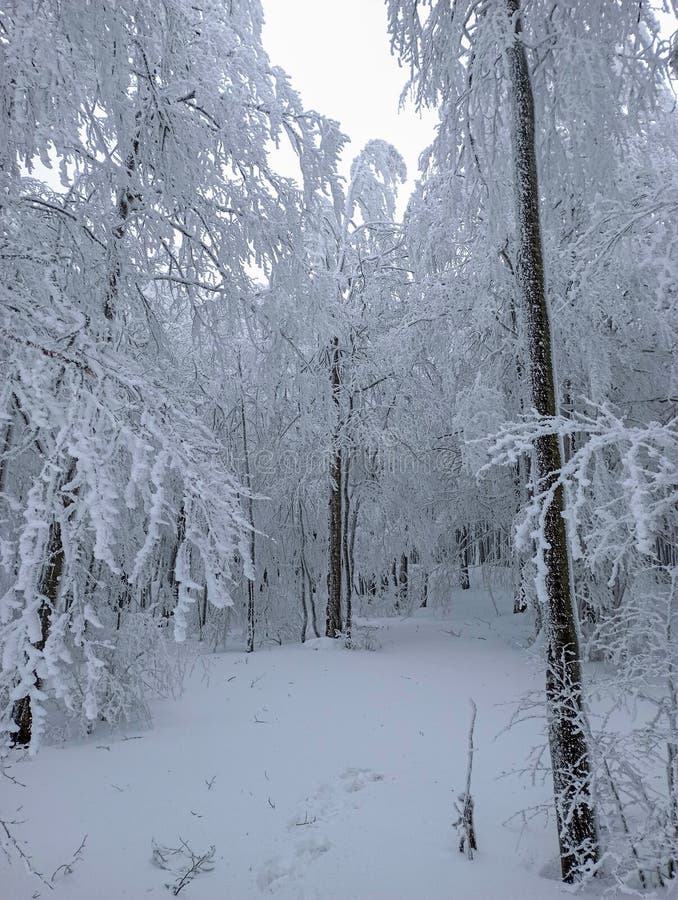 Beautiful View of Snow Covered Ski Trek through Ice Covered Trees Stock ...