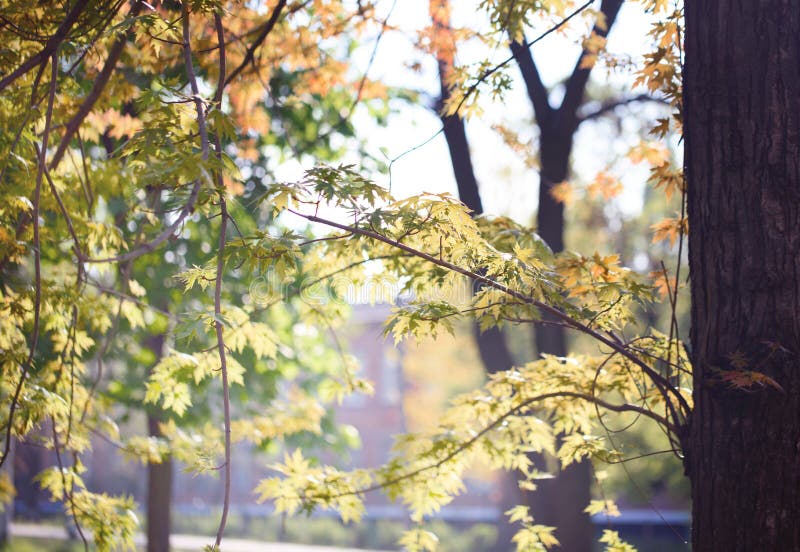 Beautiful View in the Summer Park at Sunset Stock Photo - Image of ...