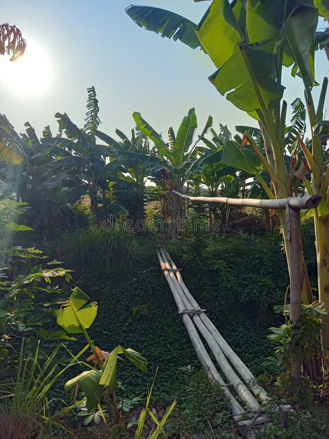 Indonesiathe Sun Stock Photos - Free & Royalty-Free Stock Photos from ...