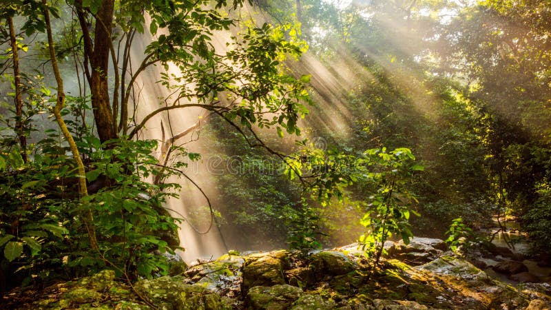 Beautiful View of Sun Rays Coming through Trees in a Forest Stock Image ...