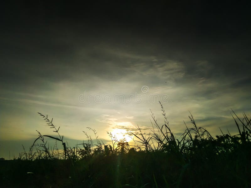 Beautiful View of Sunset with Dense Grass Stock Photo - Image of ...