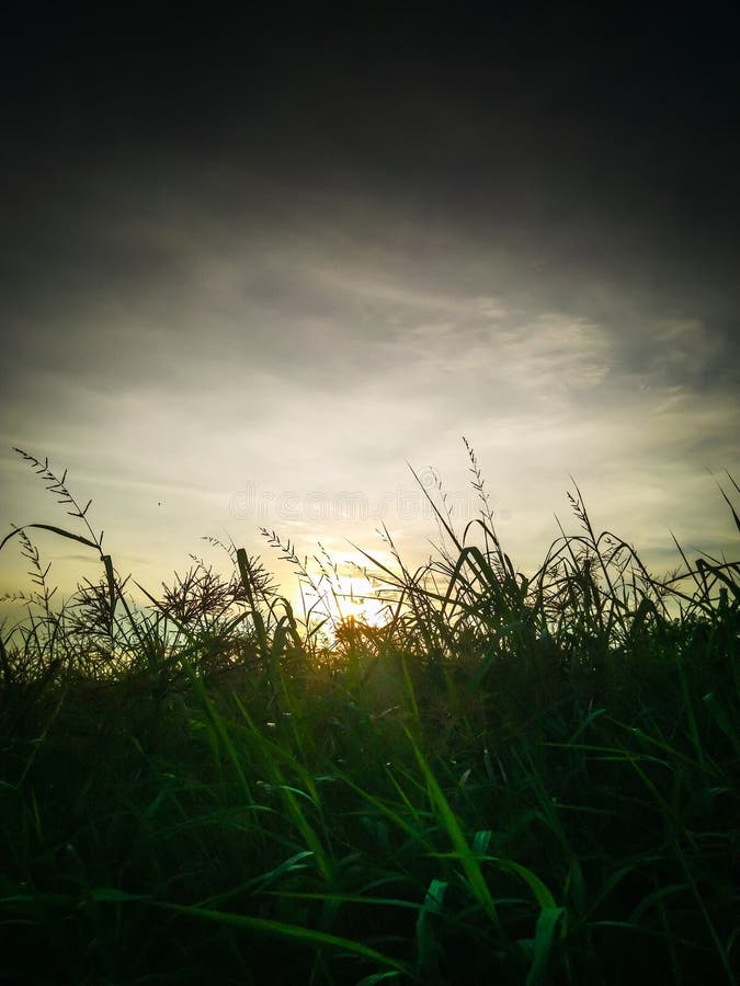 Beautiful View of Sunset with Dense Grass Stock Image - Image of tree ...