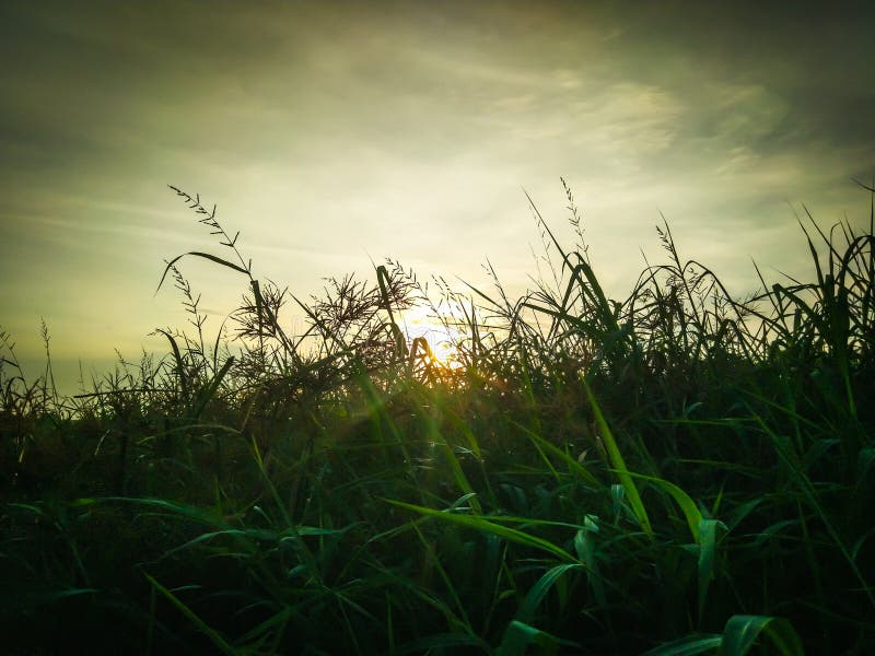 Beautiful View of Sunset with Dense Grass Stock Photo - Image of flower ...