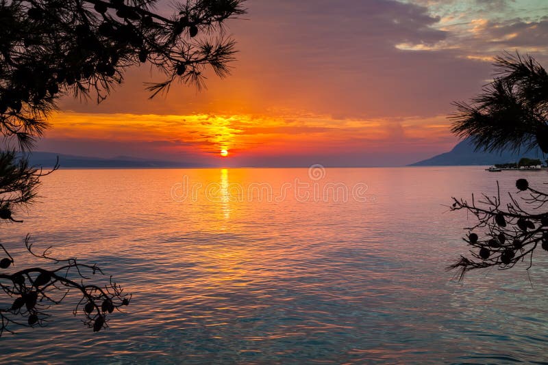 Sunset through pine trees stock photo. Image of beauty - 108886726