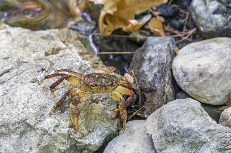 The Beautiful View of Sweet Water Crab Stock Photo - Image of outdoor ...