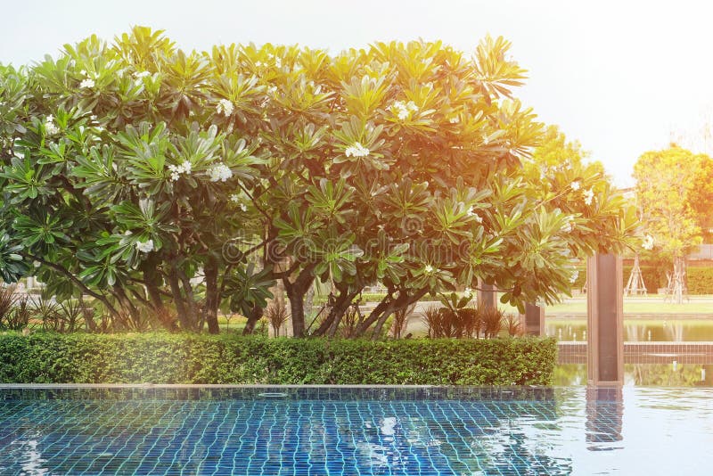 Swimming Pool beside Temple Trees with Effect of Light Stock Image ...