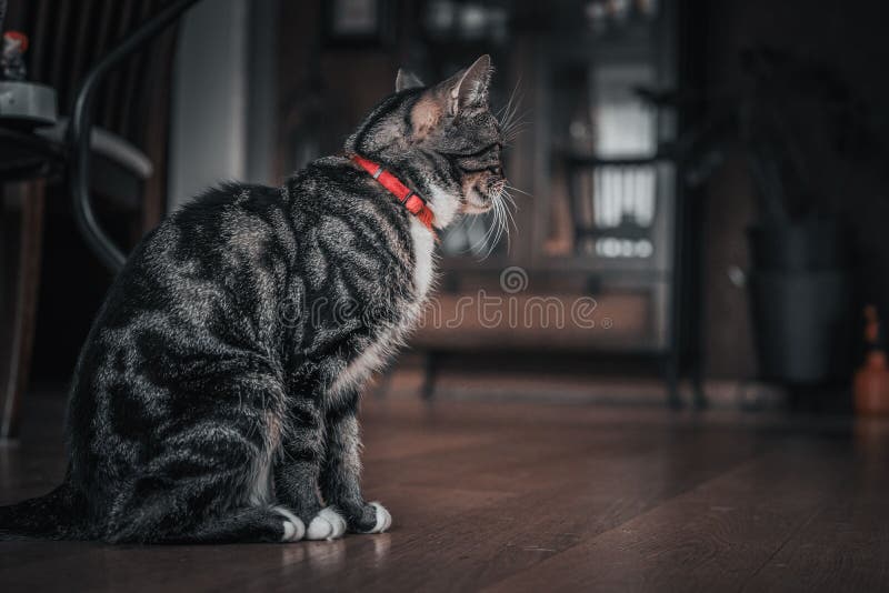Beautiful View of a Tabby Cat Looking Back. Stock Image - Image of ...