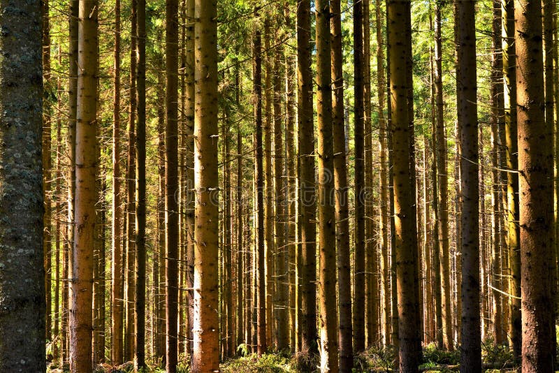 Beautiful View of the Tall Tree Trunks in a Forest Captured on a Sunny ...