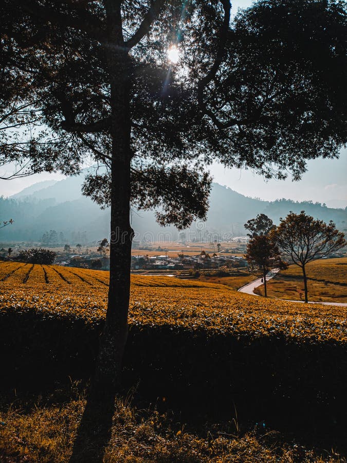 Beautiful View of Tea Garden & Residential Area Stock Image - Image of ...