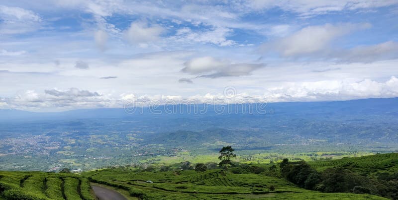 Beautiful View of Tea Plantation in & X22; Pagar Alam& X22; Stock Photo ...