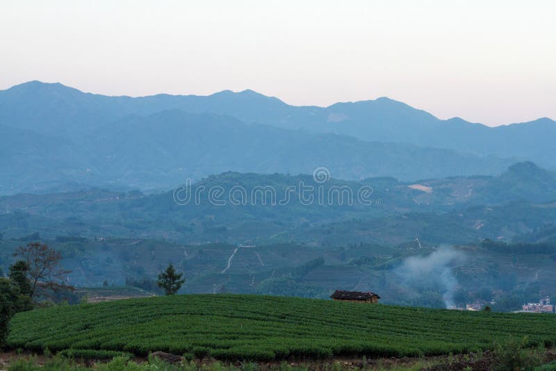 Beautiful View of Tea Trees and Stone Cabins on the Hill Stock Image ...